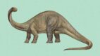 Le brontosaure, le plus grand dinosaure de tous les temps - Le T rex ...